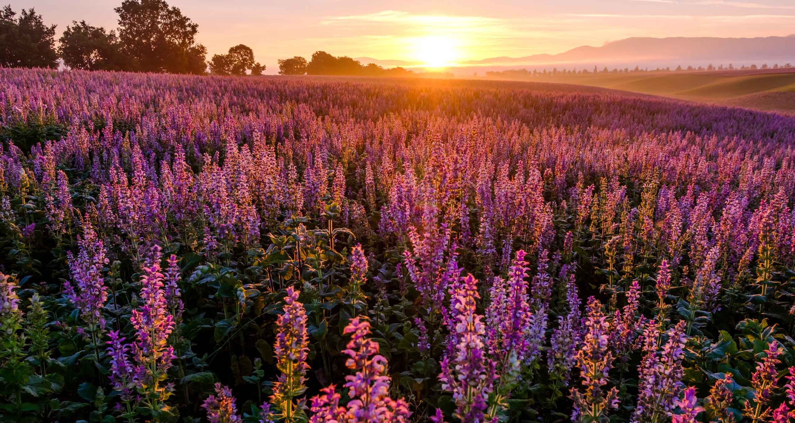 Home [www.sageholistichealth.com]